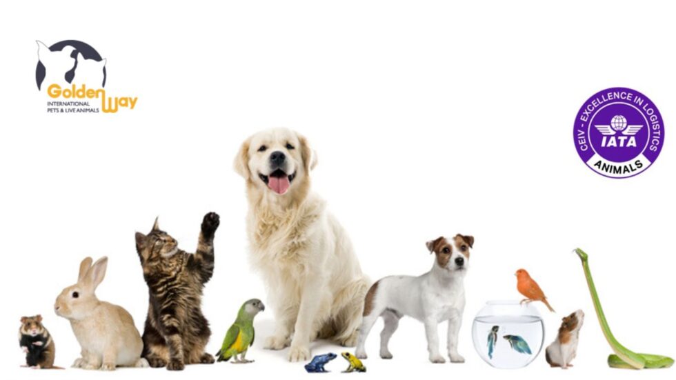 Goldenwaypets | this site is about "dogs cats and wordpress"
